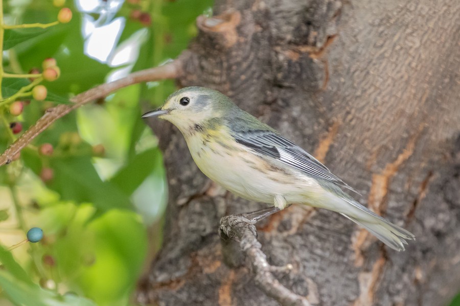 warbler sp. (Parulidae sp.) - eBird