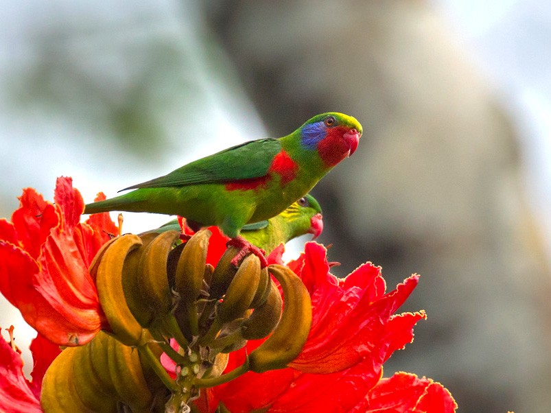 Red-flanked Lorikeet - eBird