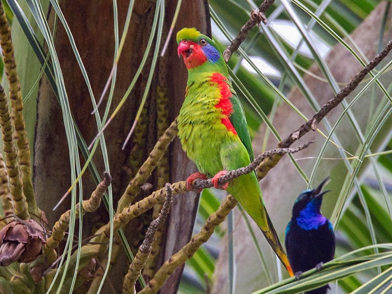 Red-flanked Lorikeet - eBird