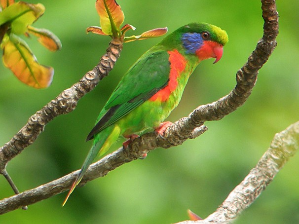 Red-flanked Lorikeet - eBird