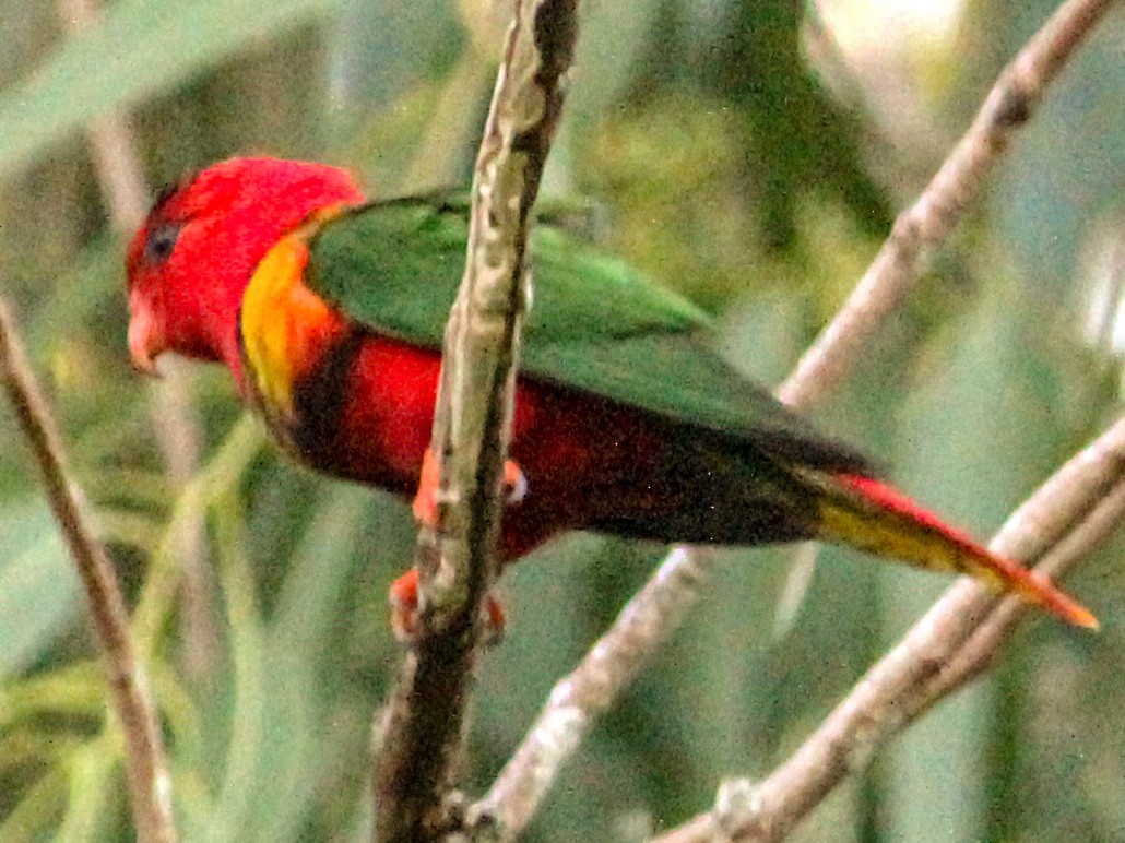 Duchess Lorikeet - eBird