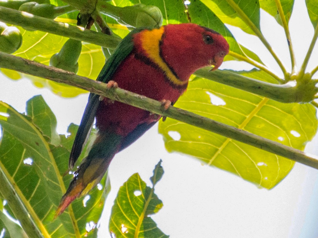 Duchess Lorikeet - eBird