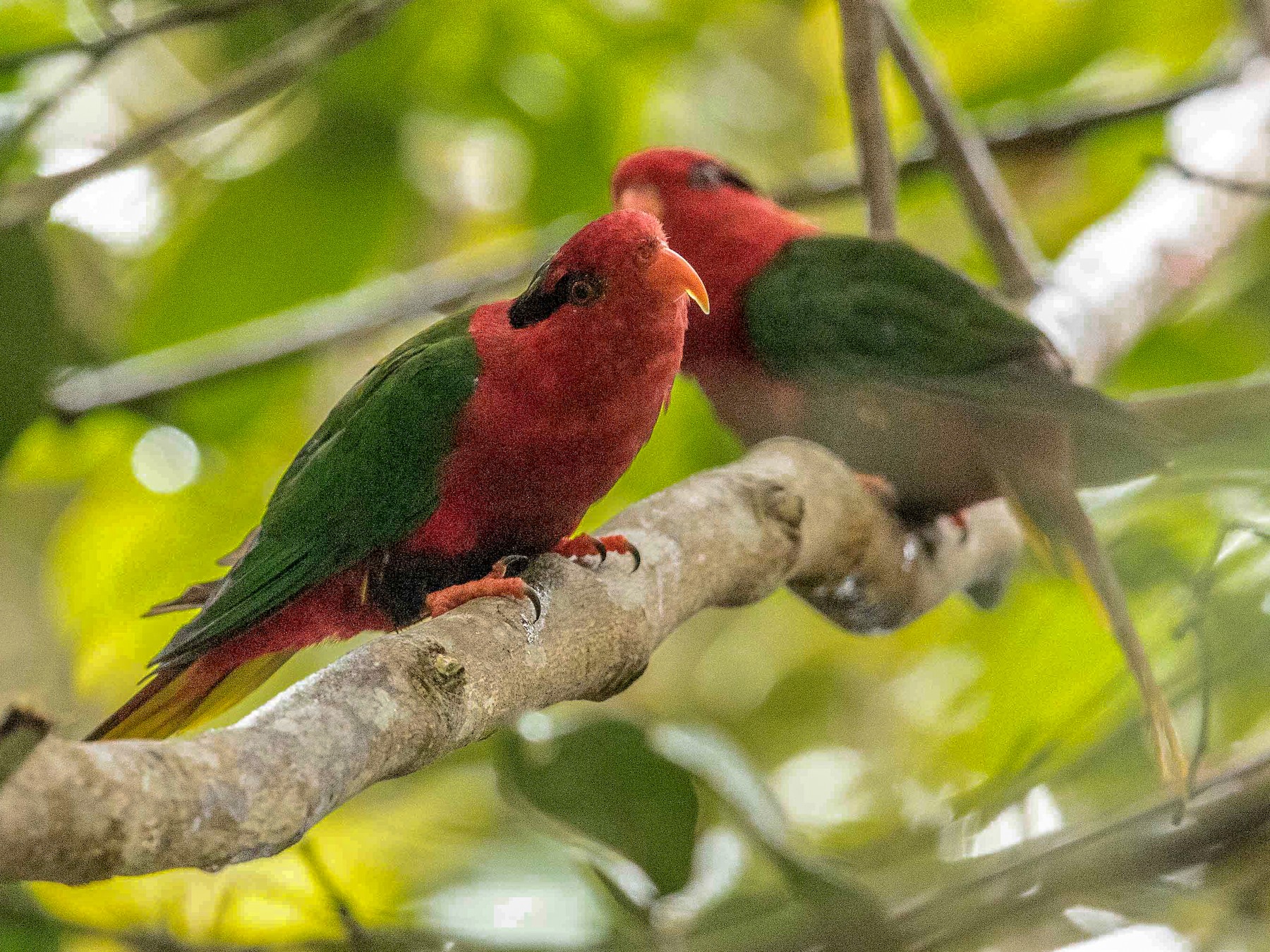 Josephine's Lorikeet - eBird India
