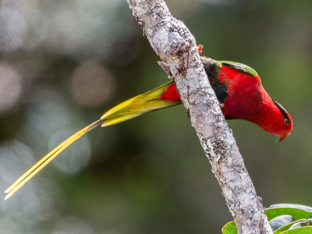 Papuan Lorikeet - eBird