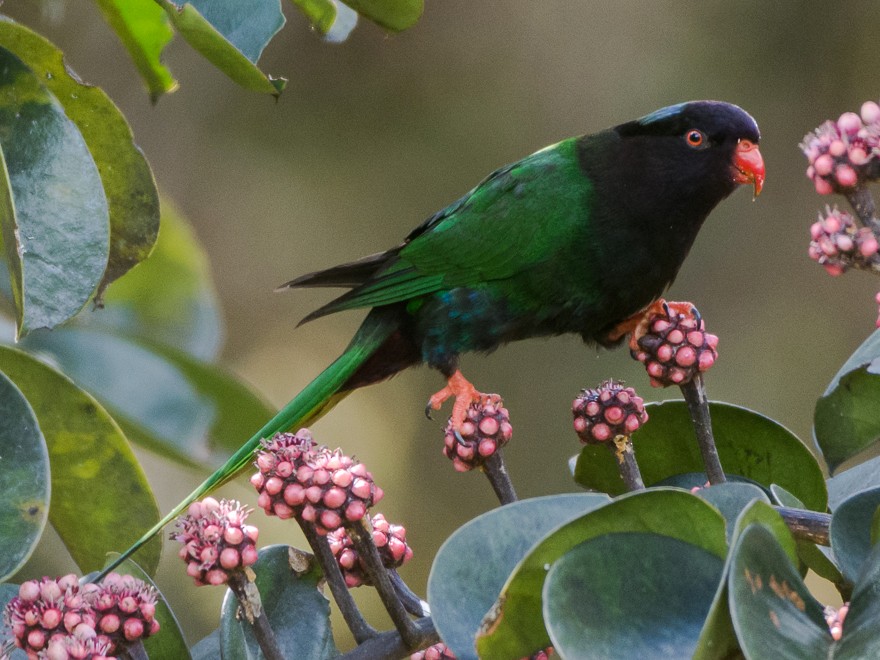 Papuan Lorikeet - eBird