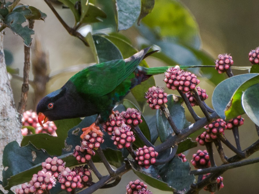 langhalelori - eBird