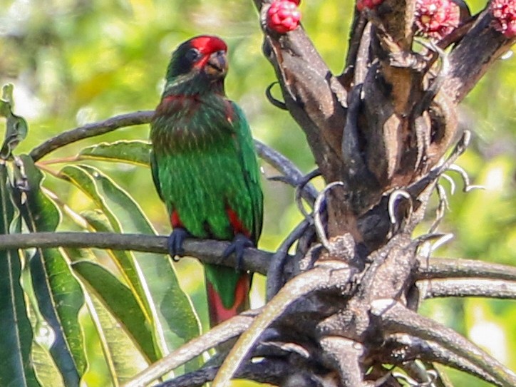 Yellow-streaked Lory - Chalcopsitta scintillata - Birds of the World