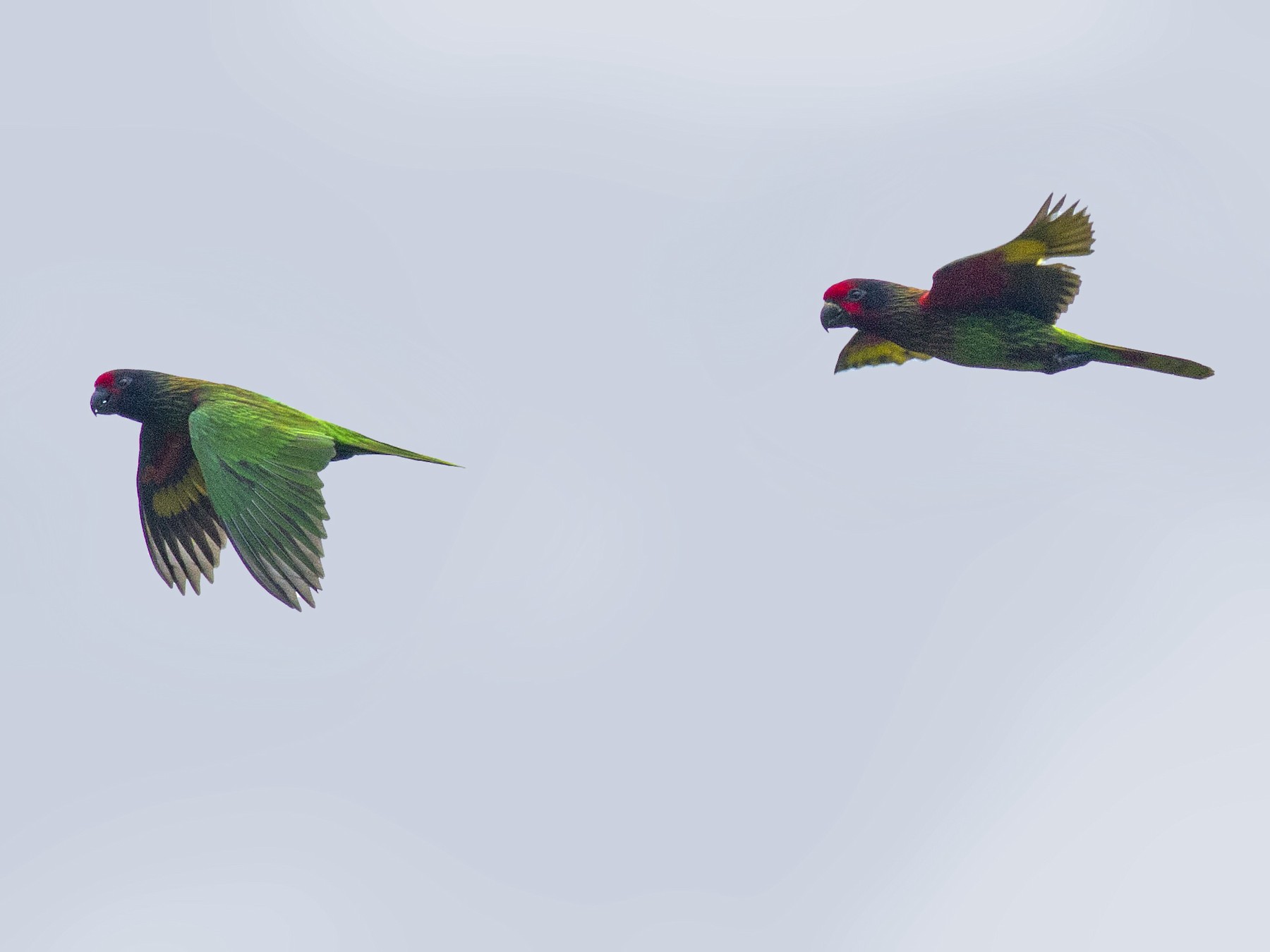 Yellow-streaked Lory - eBird