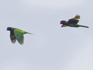 Yellow-streaked Lory - eBird