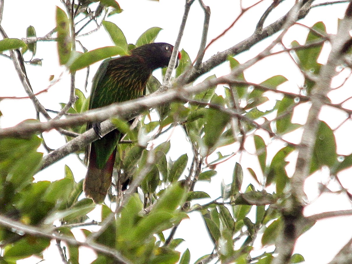 Yellow-streaked Lory - eBird