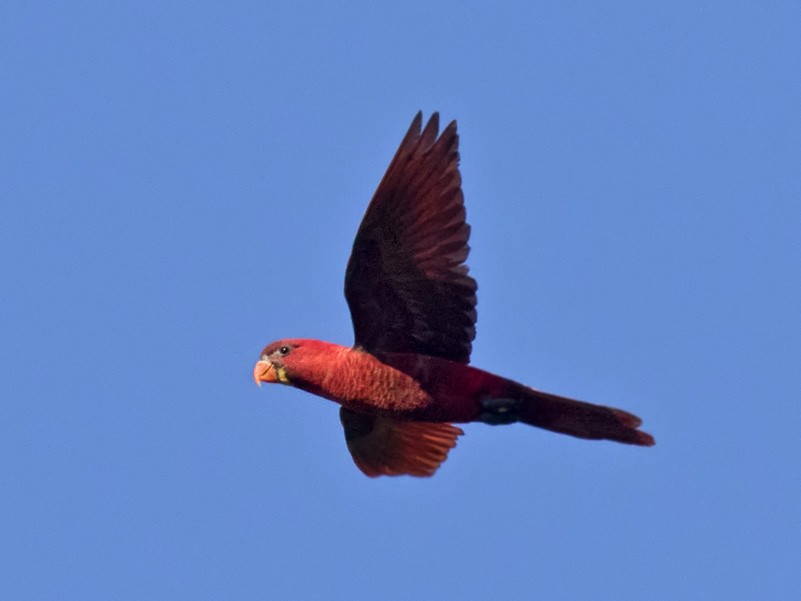 Cardinal Lory - eBird