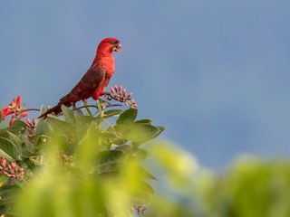 Cardinal Lory - eBird