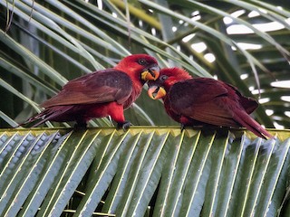 Cardinal Lory - eBird