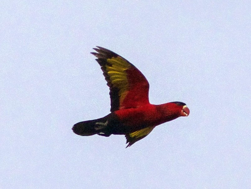 Purple-bellied Lory - eBird
