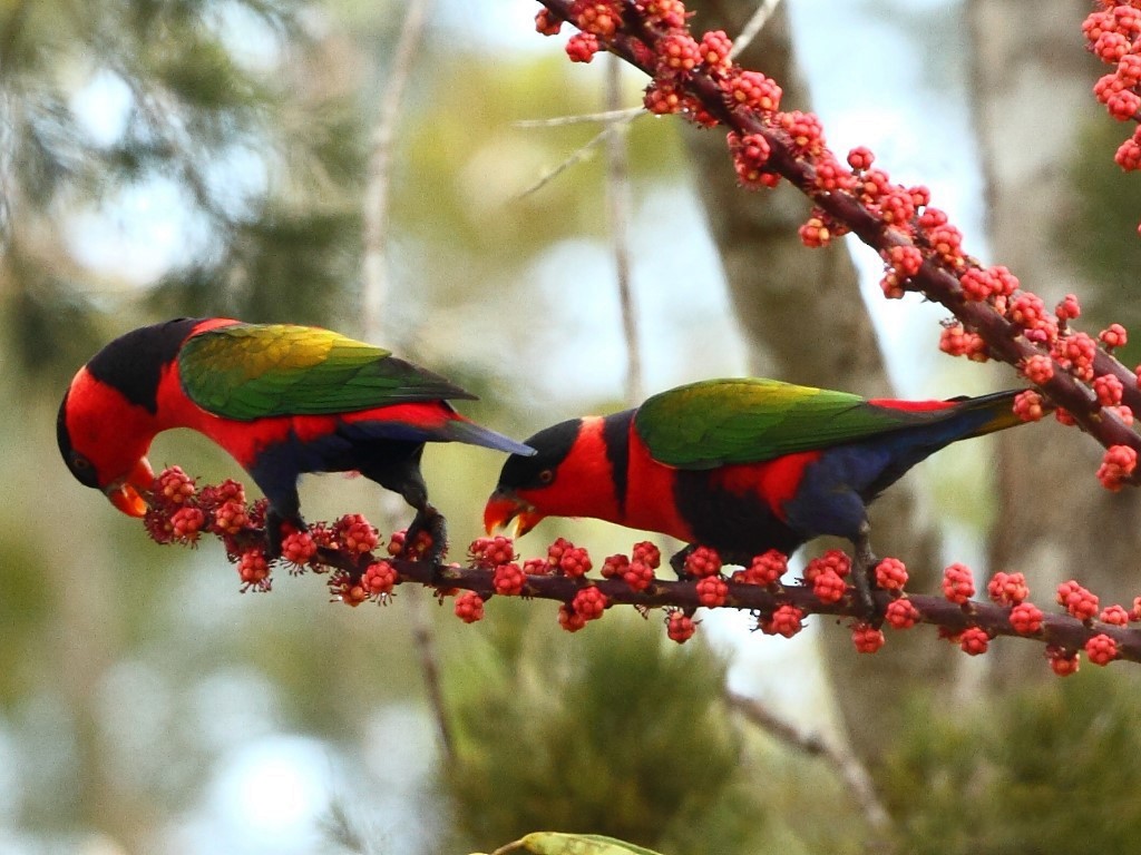 Black-capped Lory - eBird