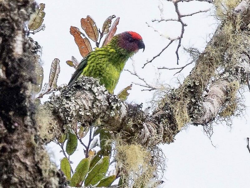 Goldie's Lorikeet - eBird