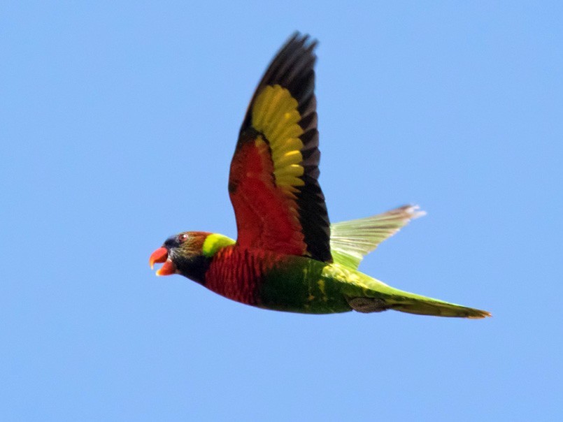 Coconut/Biak Lorikeet - eBird