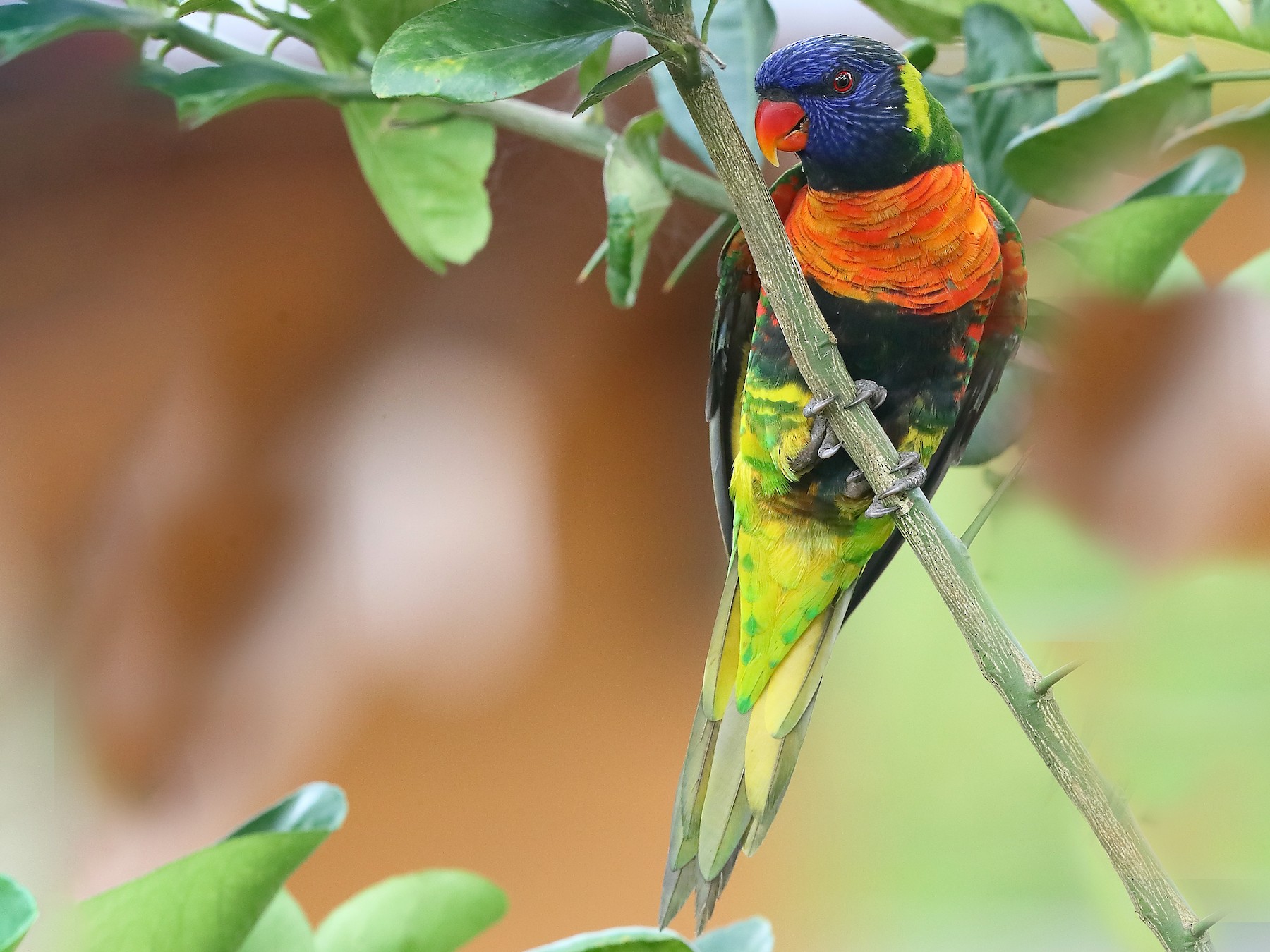 Coconut Lorikeet - eBird