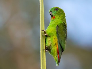 Orange-fronted Hanging Parrot - eBird