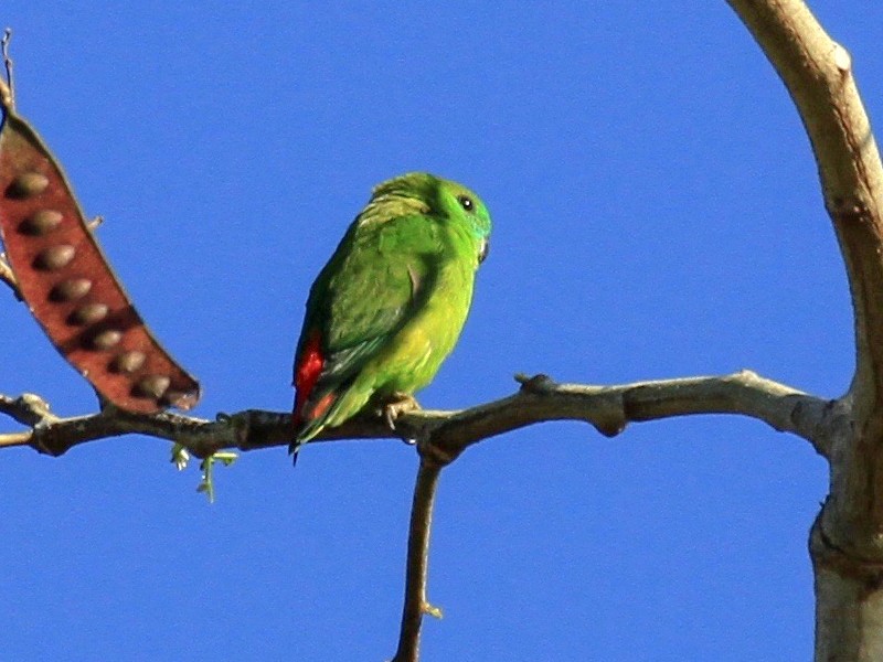 Papuan Hanging-Parrot - eBird