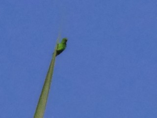 Bismarck Hanging Parrot - eBird