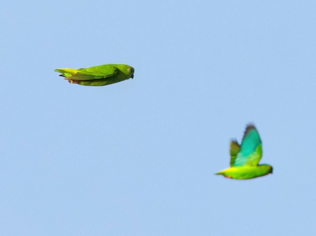 Photos - Green-fronted Hanging-Parrot - Loriculus tener - Birds of the ...