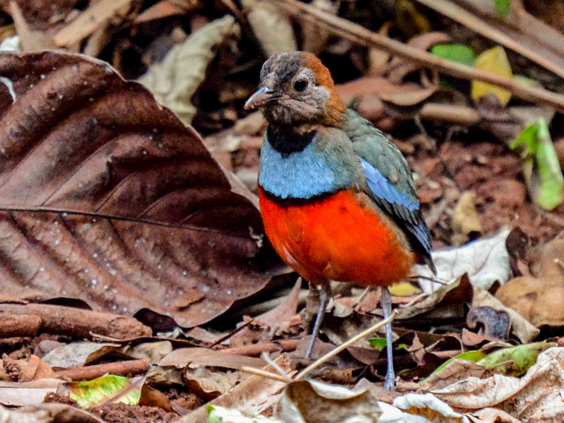 Papuan Pitta - eBird