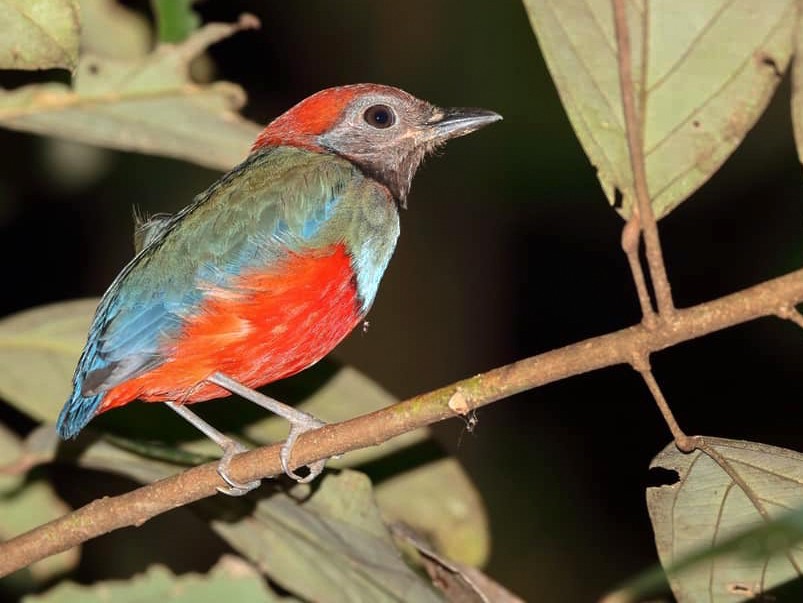 Papuan Pitta - eBird