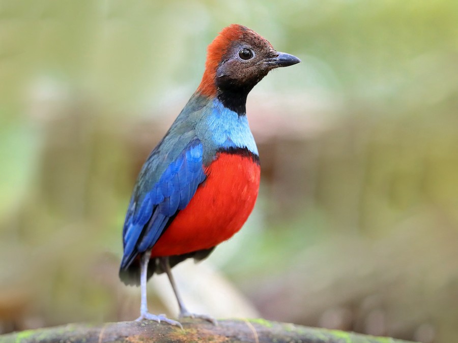 Papuan Pitta - eBird