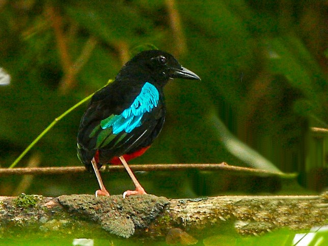 Superb Pitta - Pitta superba - Birds of the World
