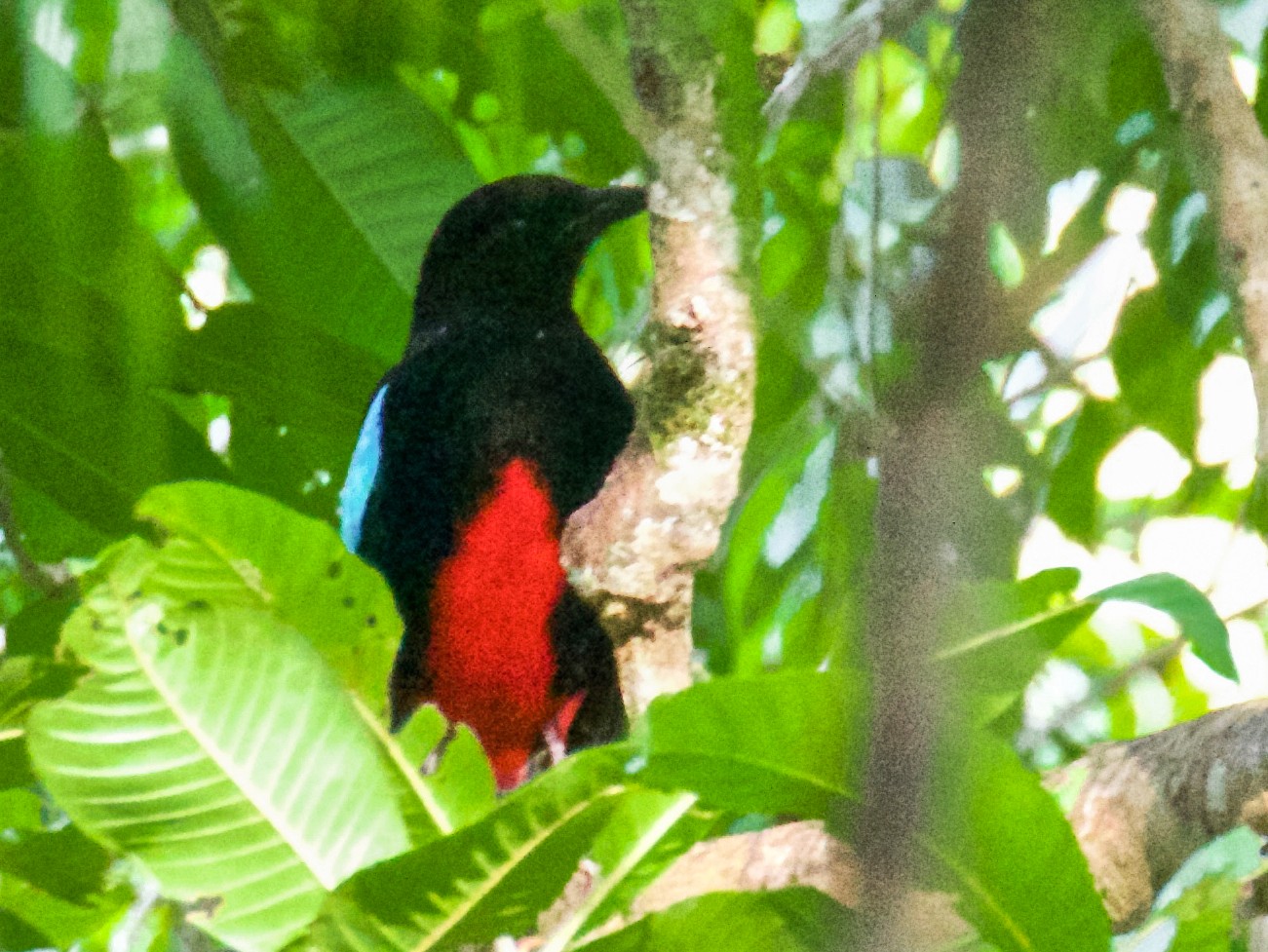 Superb Pitta - eBird