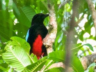 Superb Pitta - eBird