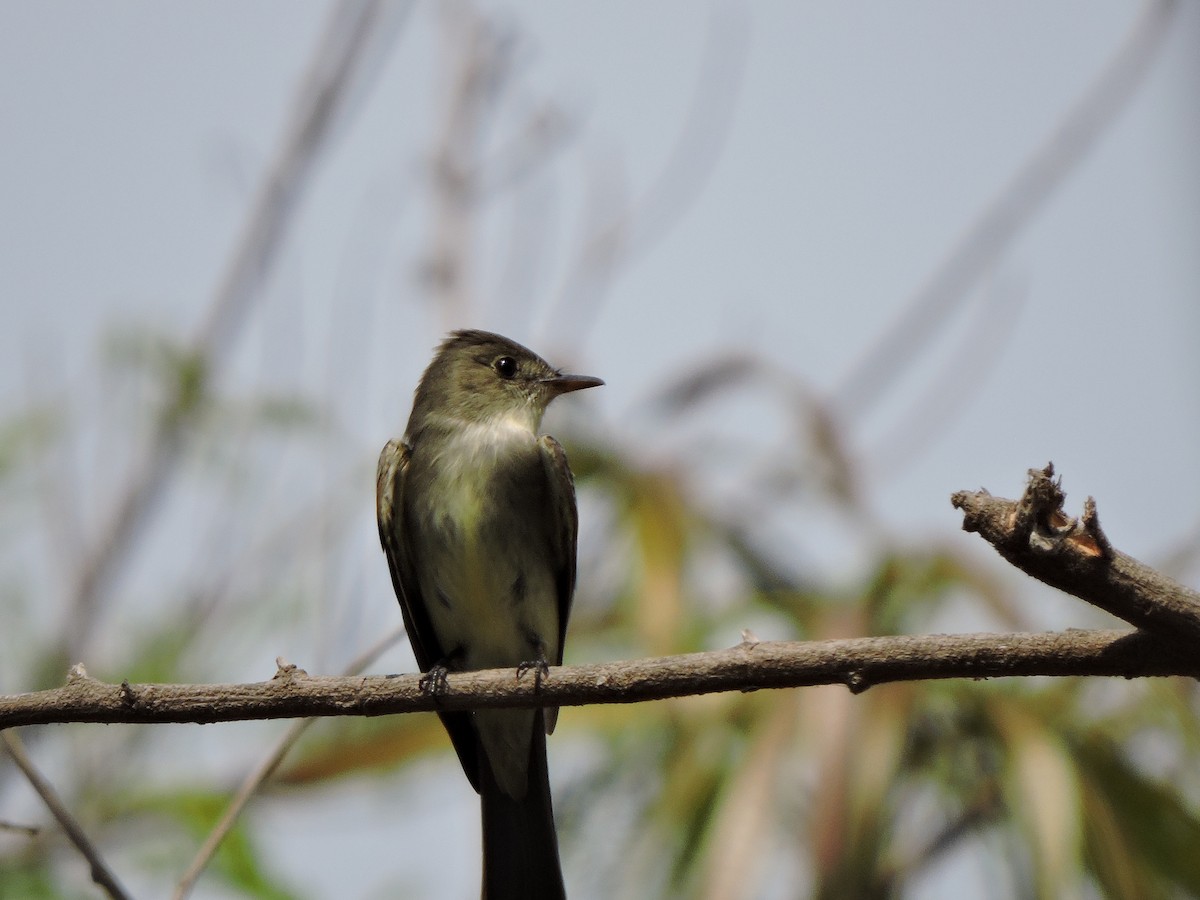 eBird Checklist - 28 Apr 2019 - Laguna Lagartos - 19 species