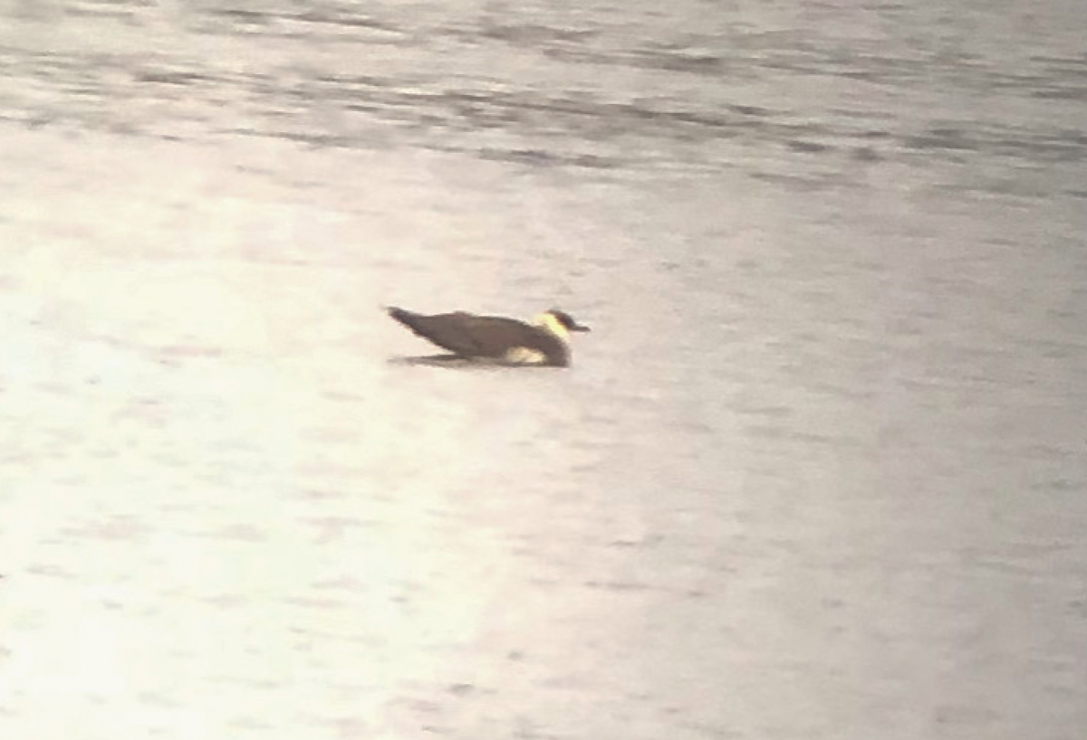 eBird Checklist - 18 Sep 2020 - Henry Hagg Lake Park--Recreation Area C ...