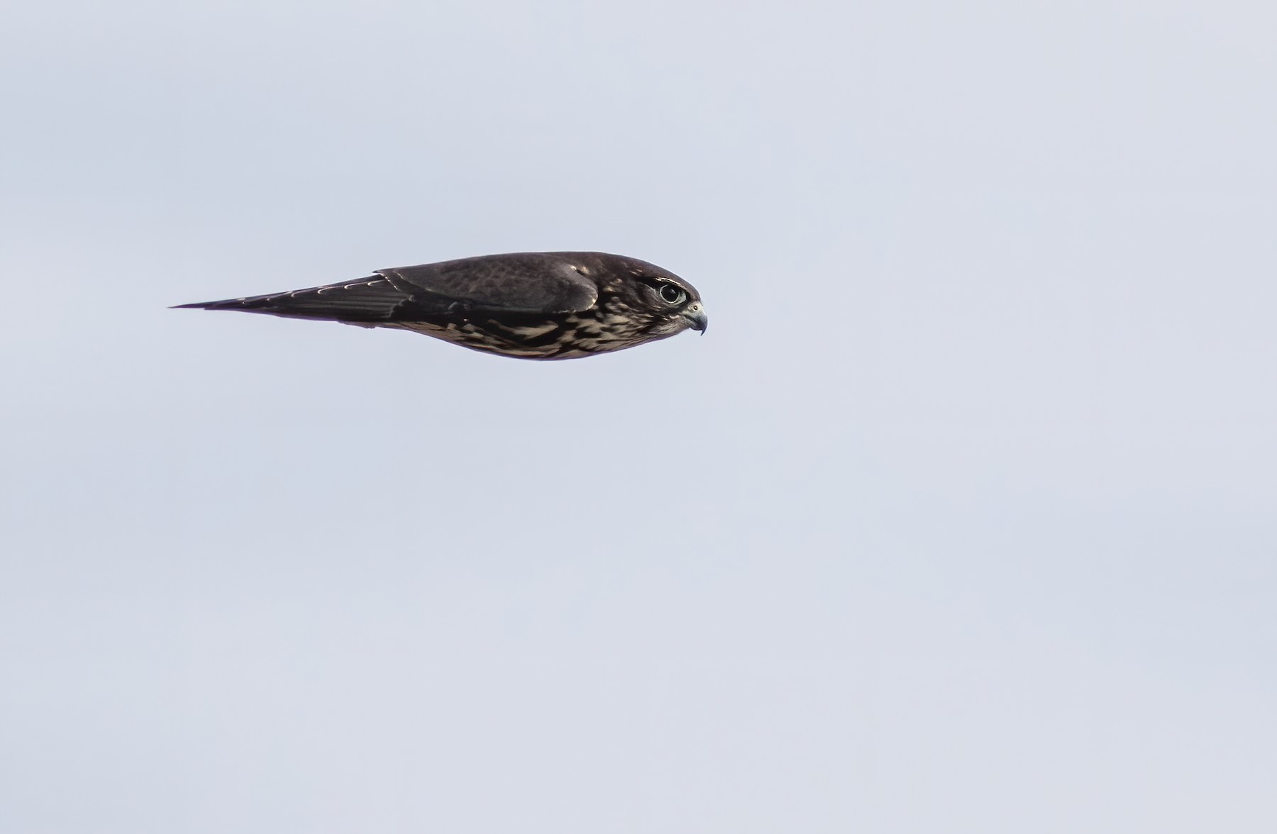 Merlin (Black) - eBird