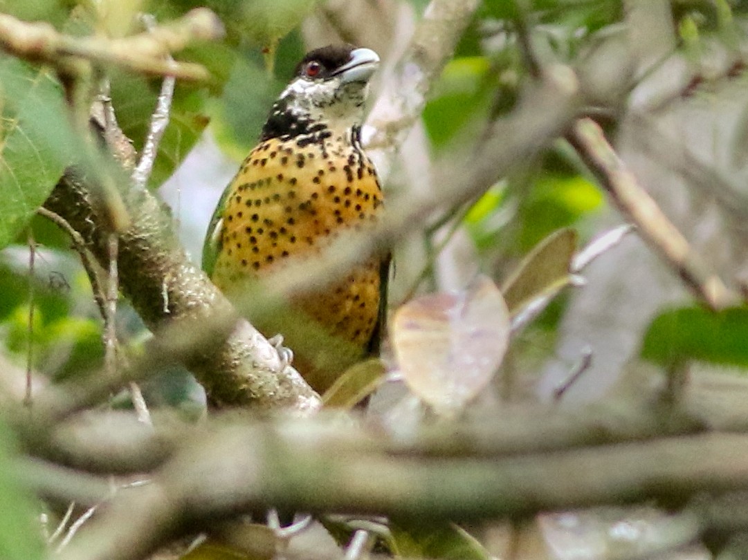 Ochre-breasted Catbird - eBird