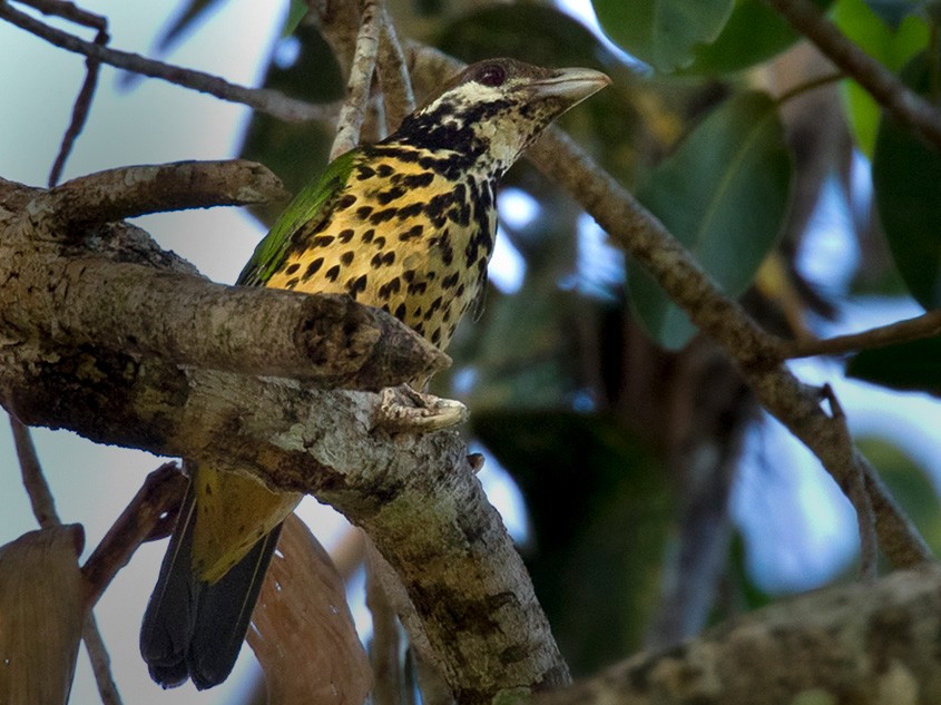 Tan-capped Catbird - eBird