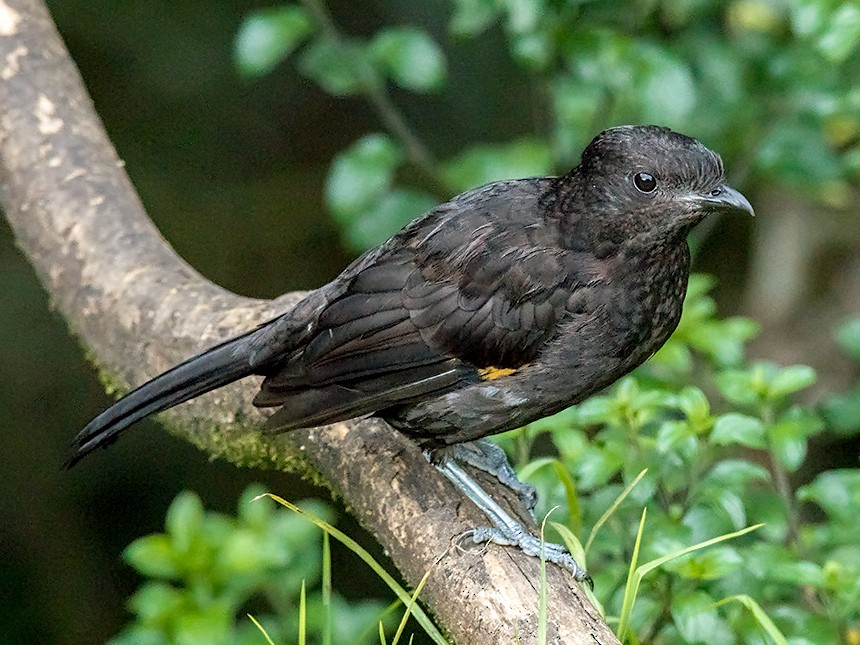 Archbold's Bowerbird - eBird