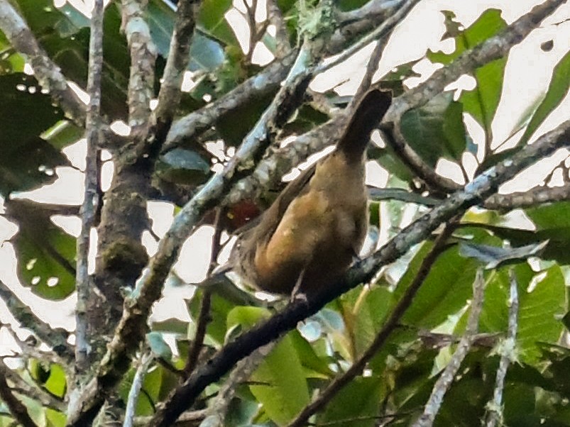 MacGregor's Bowerbird - eBird