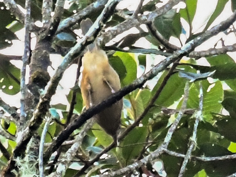 MacGregor's Bowerbird - eBird