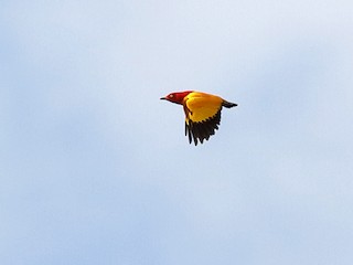 Flame Bowerbird - eBird
