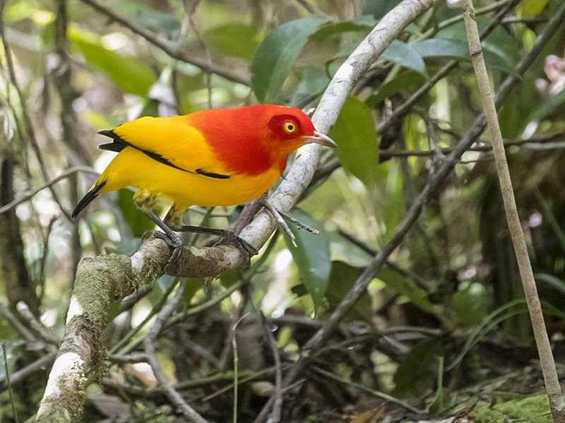 Flame Bowerbird - eBird
