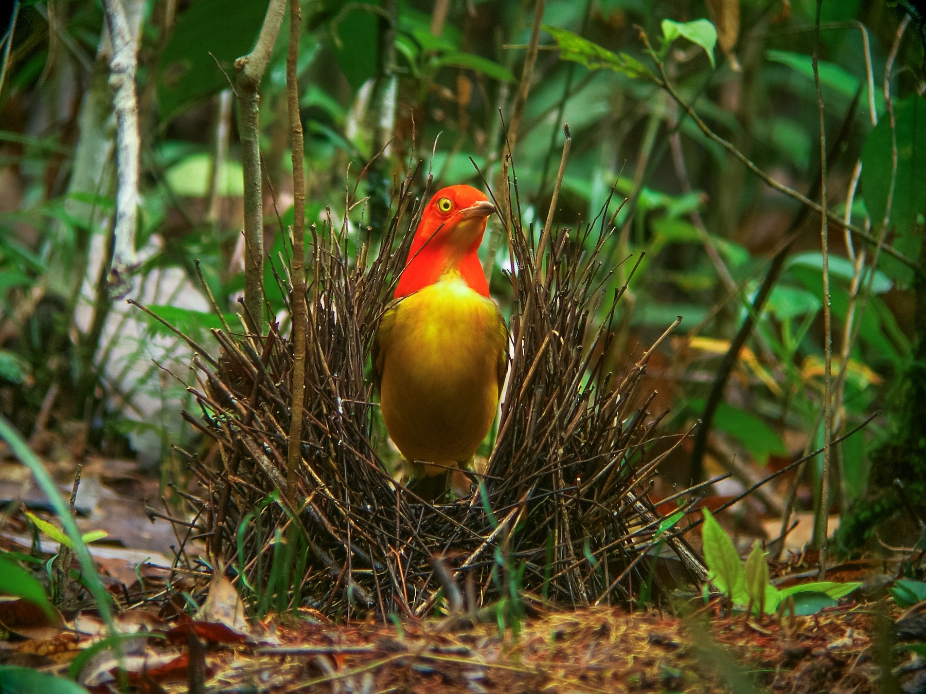 Flame Bowerbird - eBird
