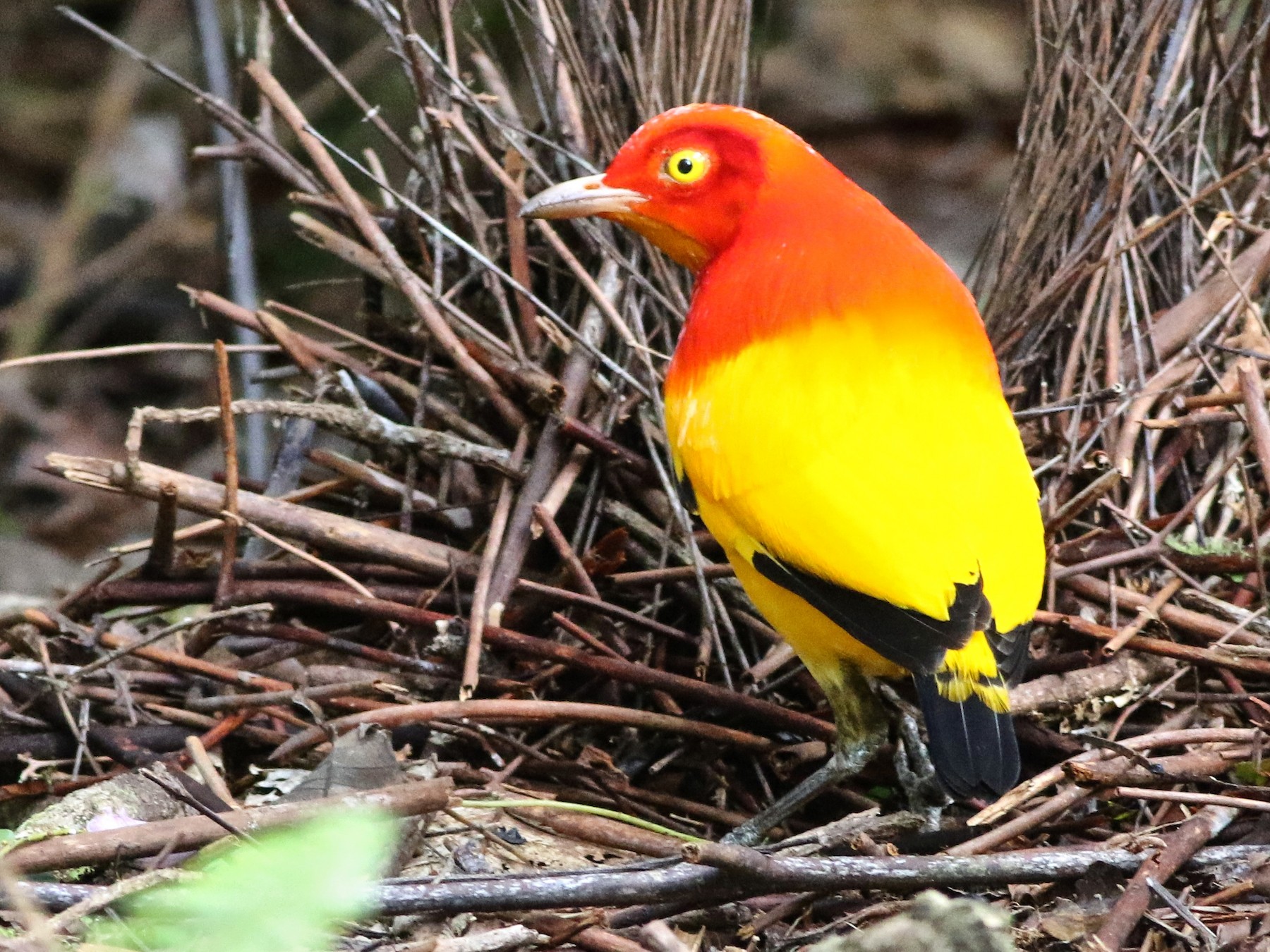 Flame Bowerbird - eBird