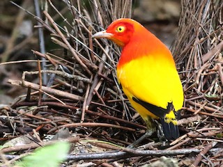 Flame Bowerbird - eBird