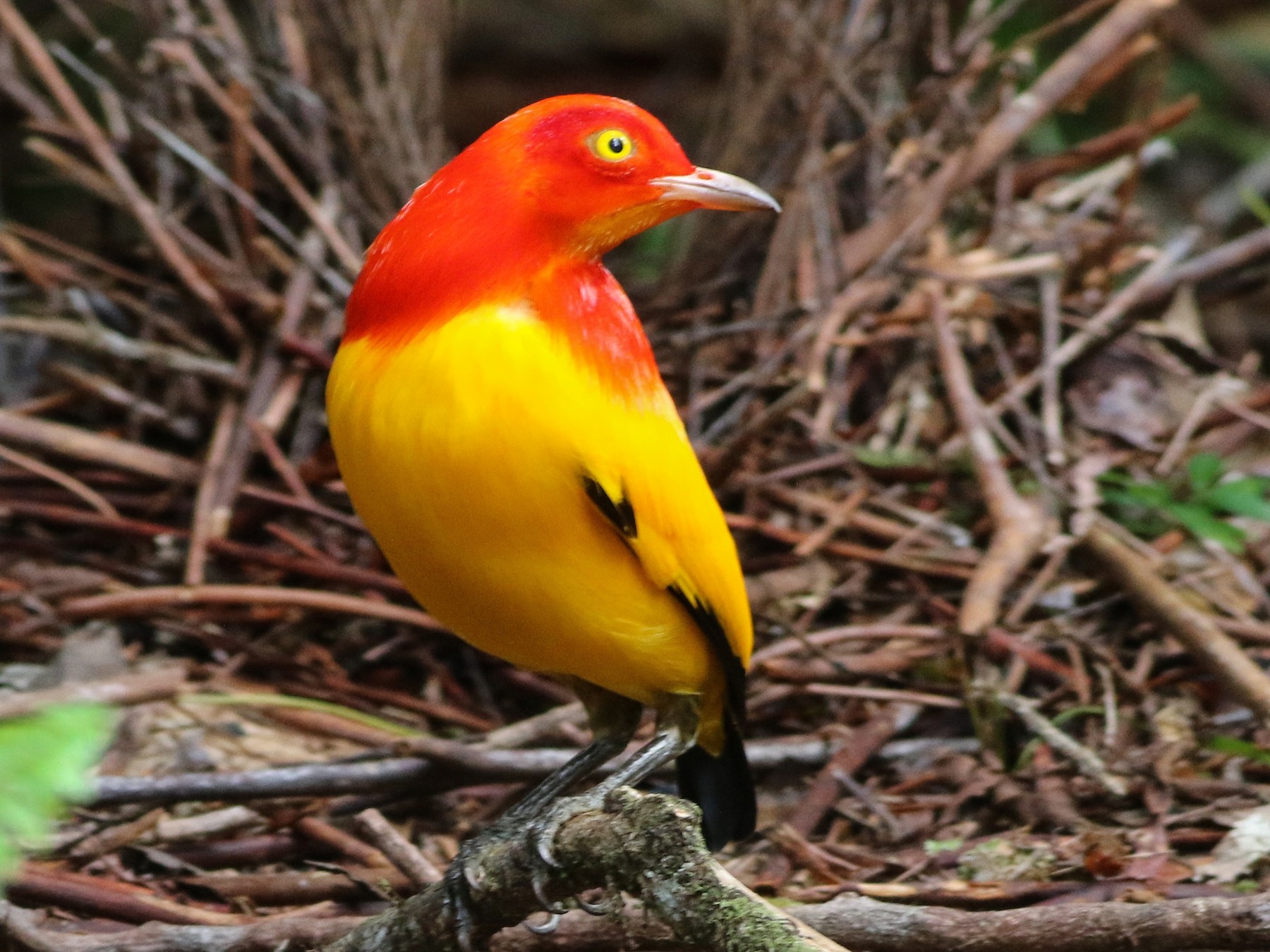 Flame Bowerbird - eBird