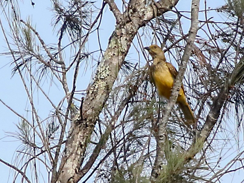 Yellow-breasted Bowerbird - eBird