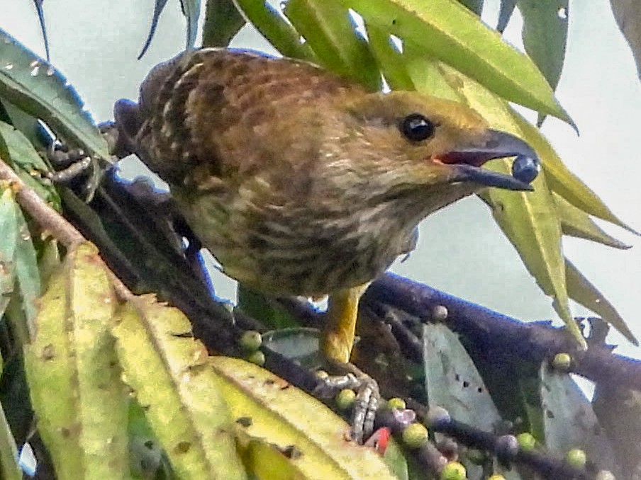 Yellow-breasted Bowerbird - eBird