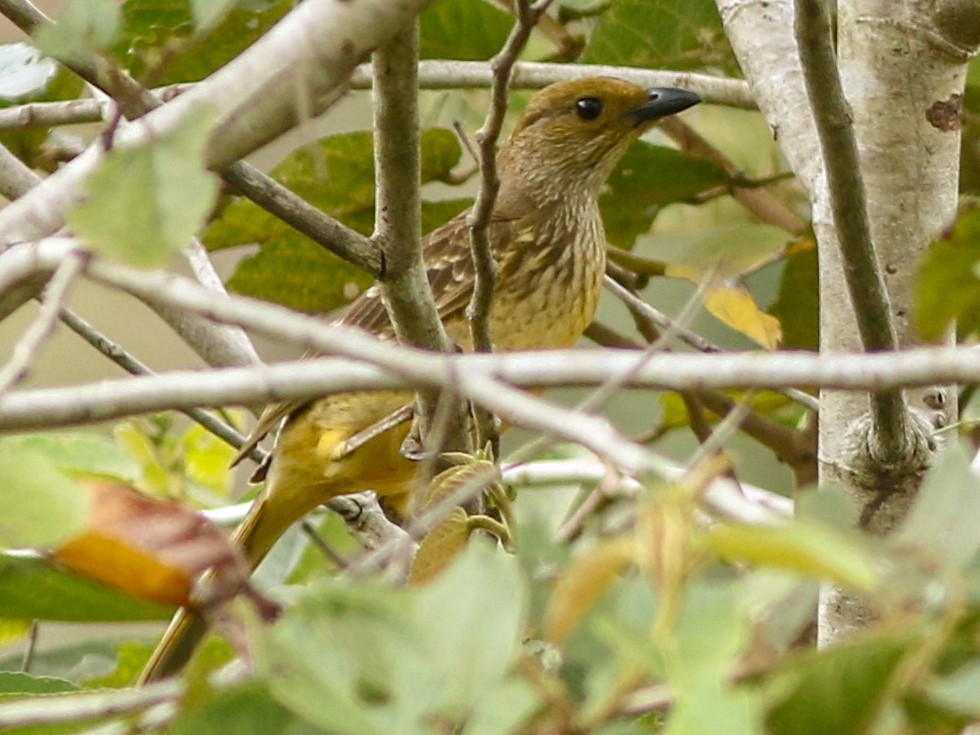 Yellow-breasted Bowerbird - eBird