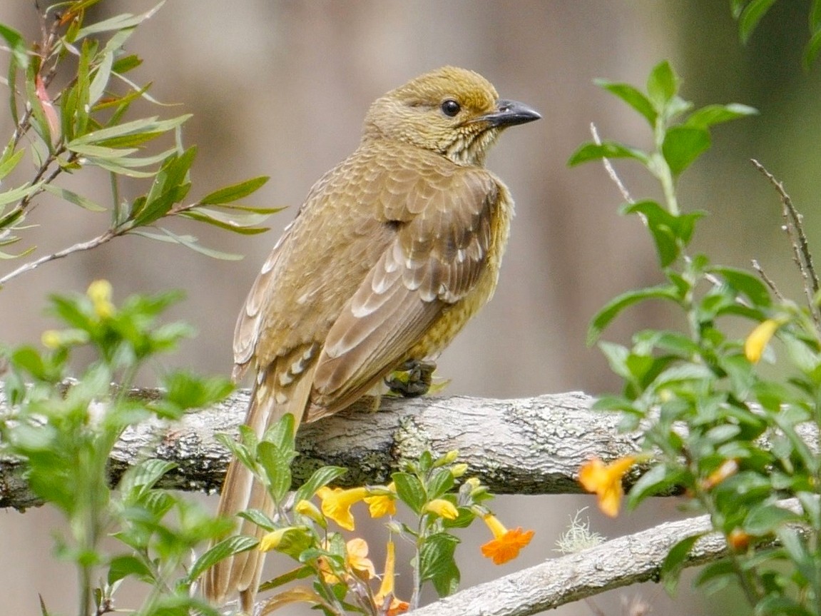 Yellow-breasted Bowerbird - Chlamydera lauterbachi - Birds of the World
